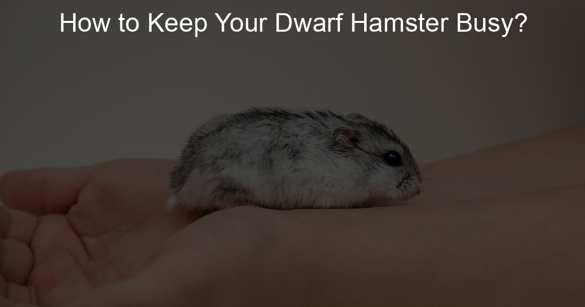 How to Keep Your Dwarf Hamster Busy? - Lil Hamster Love How to Keep Your Dwarf Hamster Busy? - Lil Hamster Love